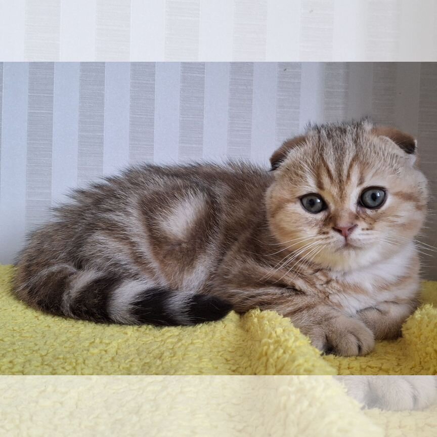 Шотландские котики