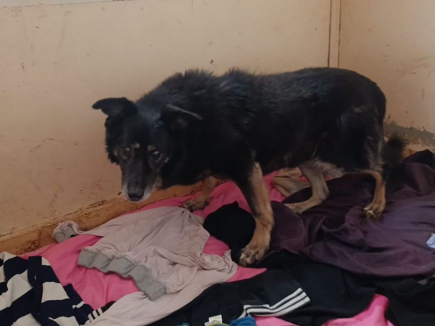 Старушка Бонечка из приюта заболела