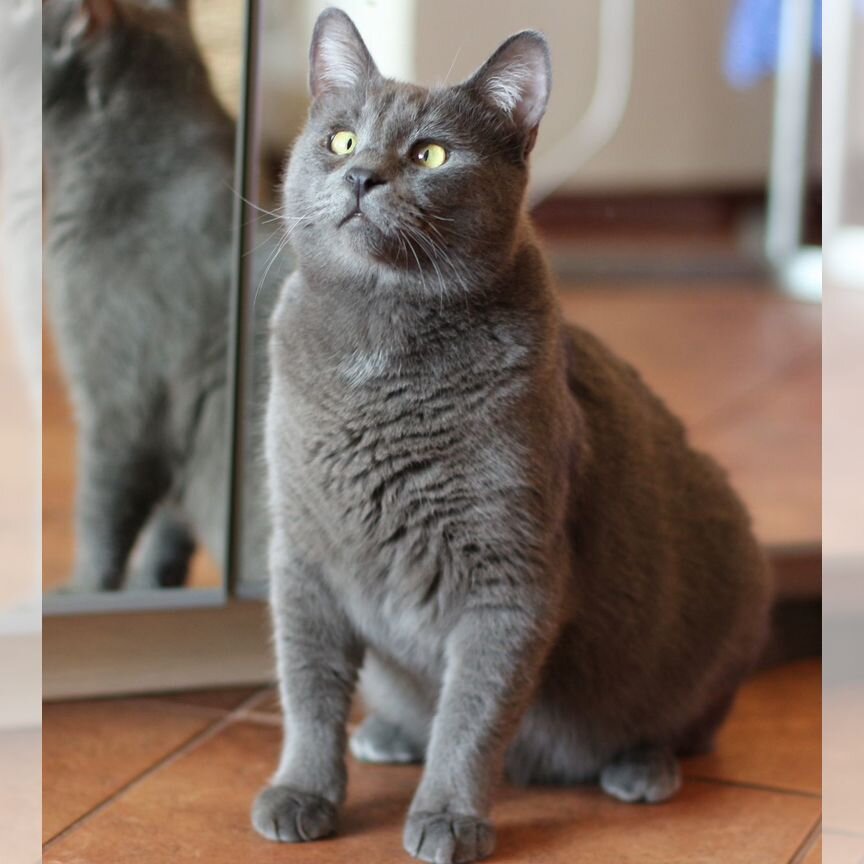 Косоглазик кот в добрые руки