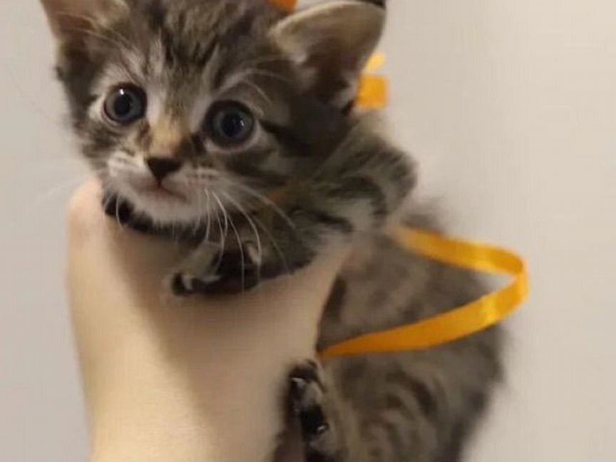 Котята ищут дом