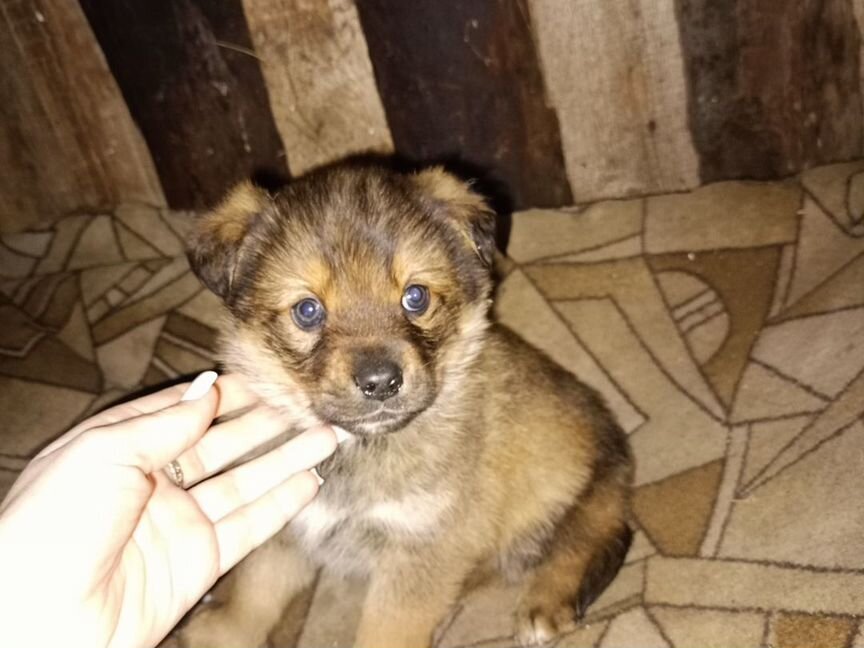 Кутята в добрые руки