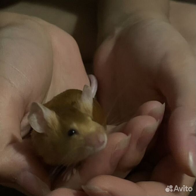 Декоративные мышки