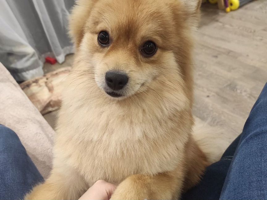 Средний шпиц