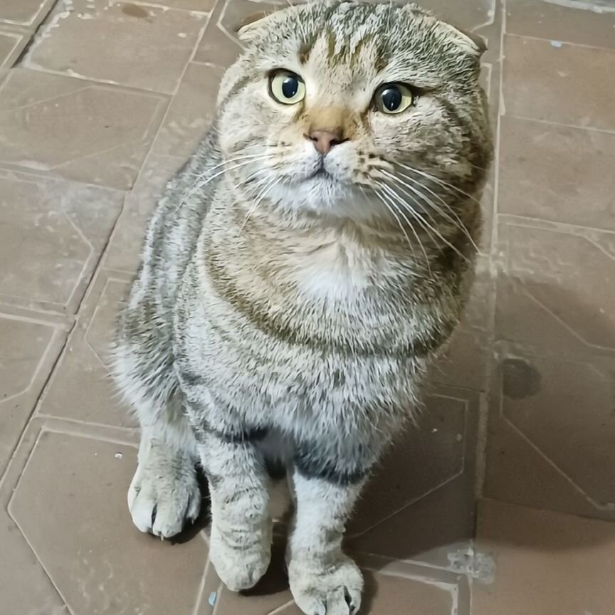 Шотландский вислоухий короткошёрстный кот, взрослый