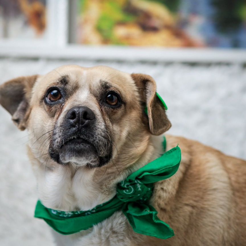 Собака в добрые руки