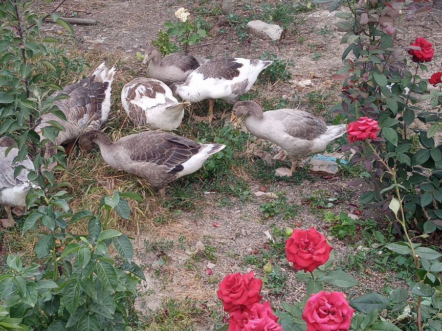 Продаются гуси семья