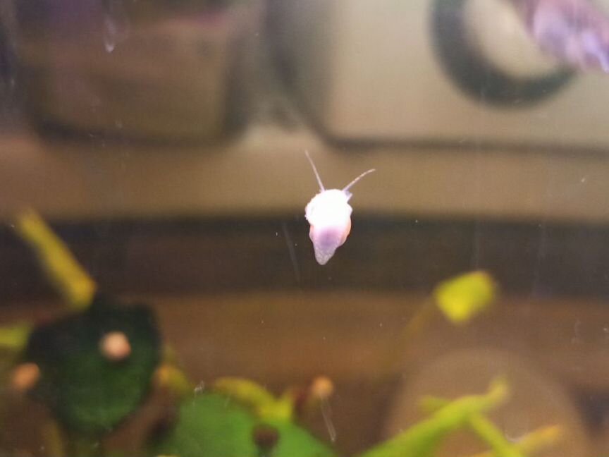 Улитки - Золотистые ампулярии