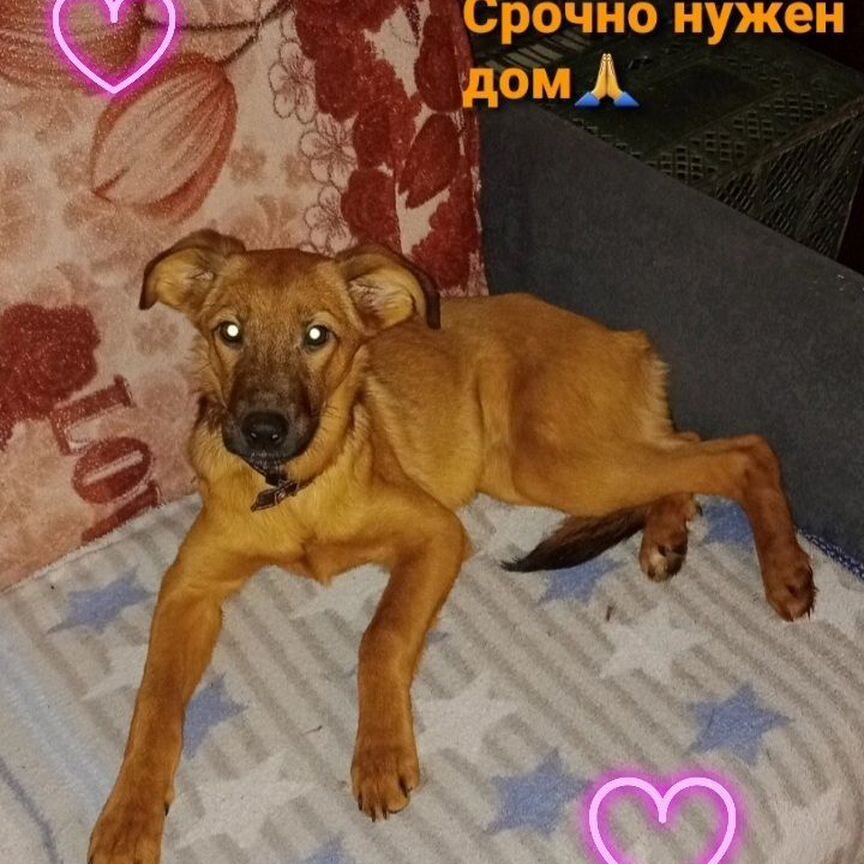 Некрупный щенок в добрые руки