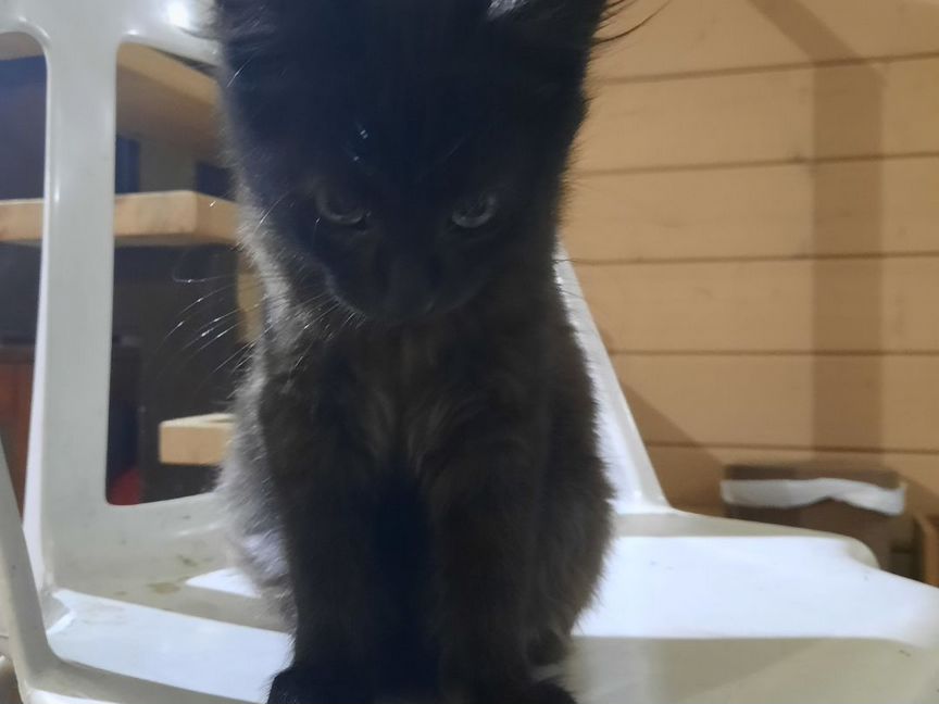 Котенок бесплатно
