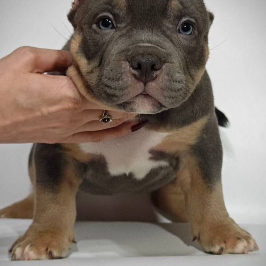 Американский булли, щенок