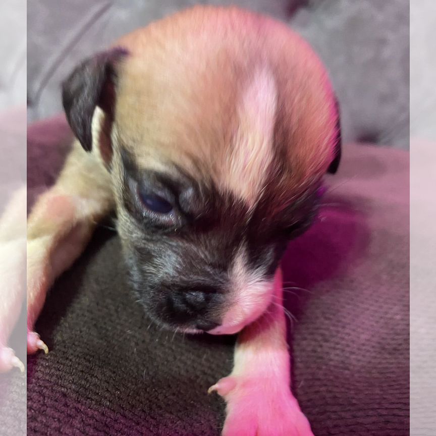 Американский стаффордширский терьер, щенок