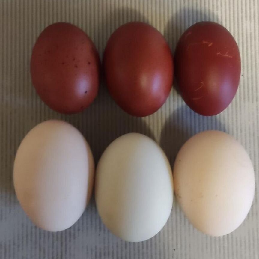 Инкубационное яйцо