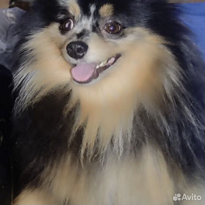 Шпиц померанский ищет девочку на свидание