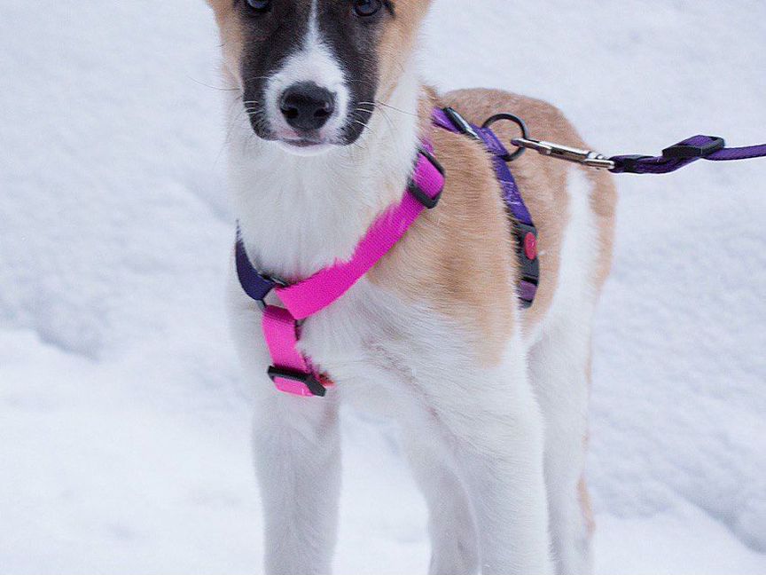 Милая маленькая девочка в дар