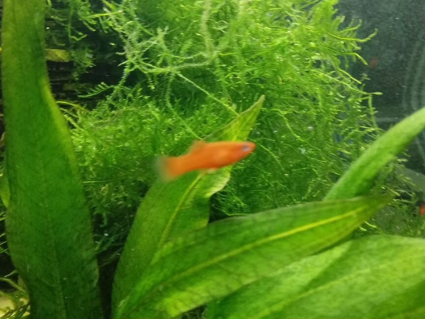 Аквариумное растение рождественский мох