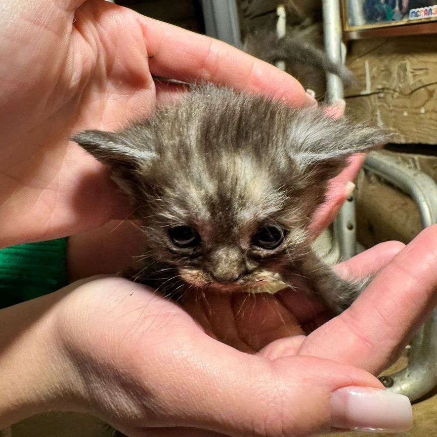 Отдам котят в добрые руки