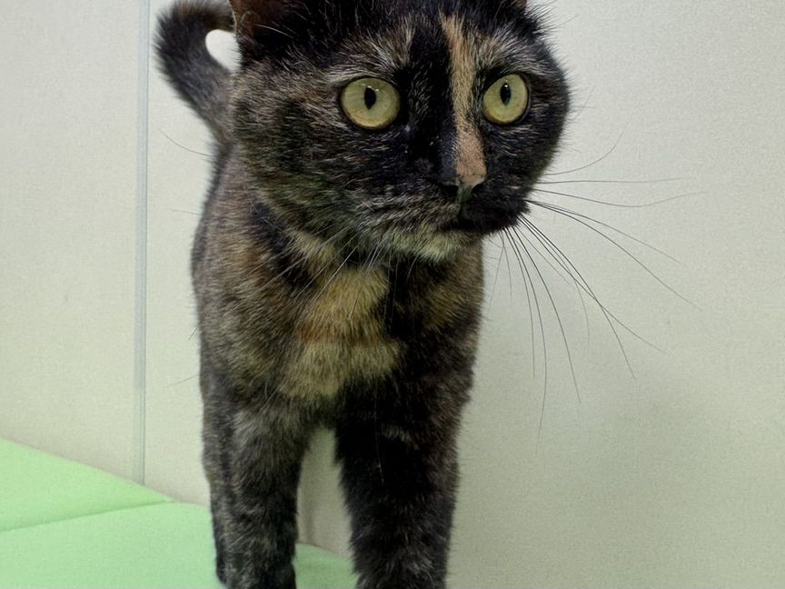Кошка
