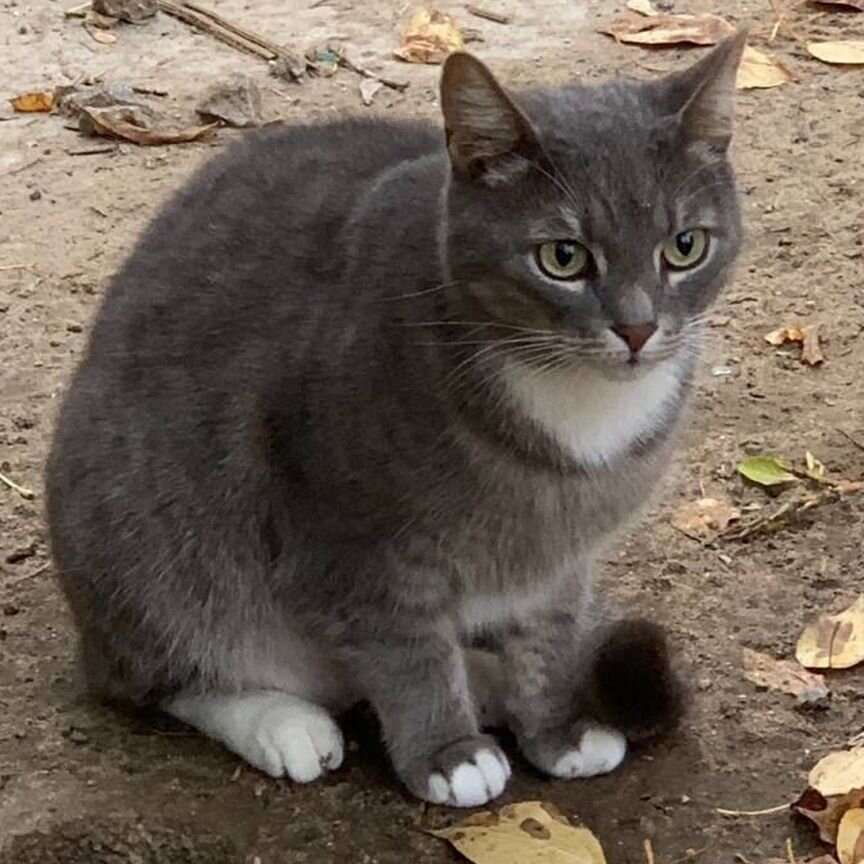 Взрослый кот в добрые руки