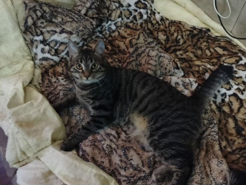 Котик курильского бобтейла