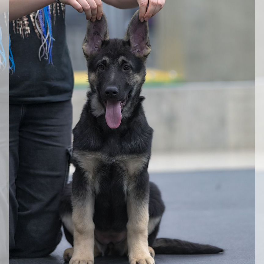 Восточноевропейская овчарка, щенок