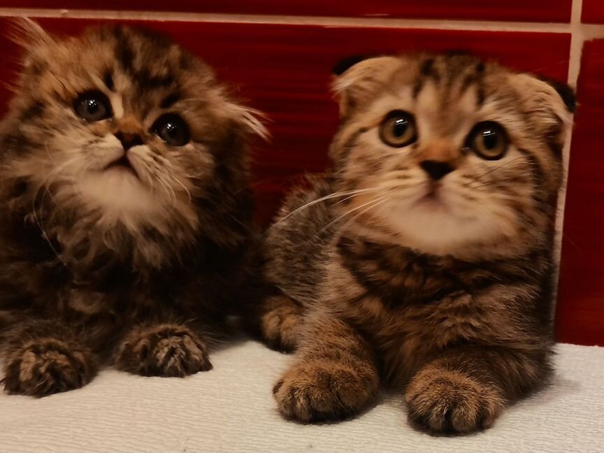 Вислоухие тигрята