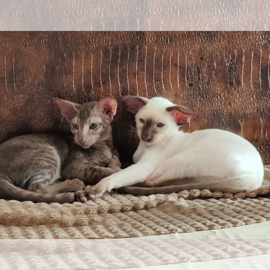 Ориентальные котята