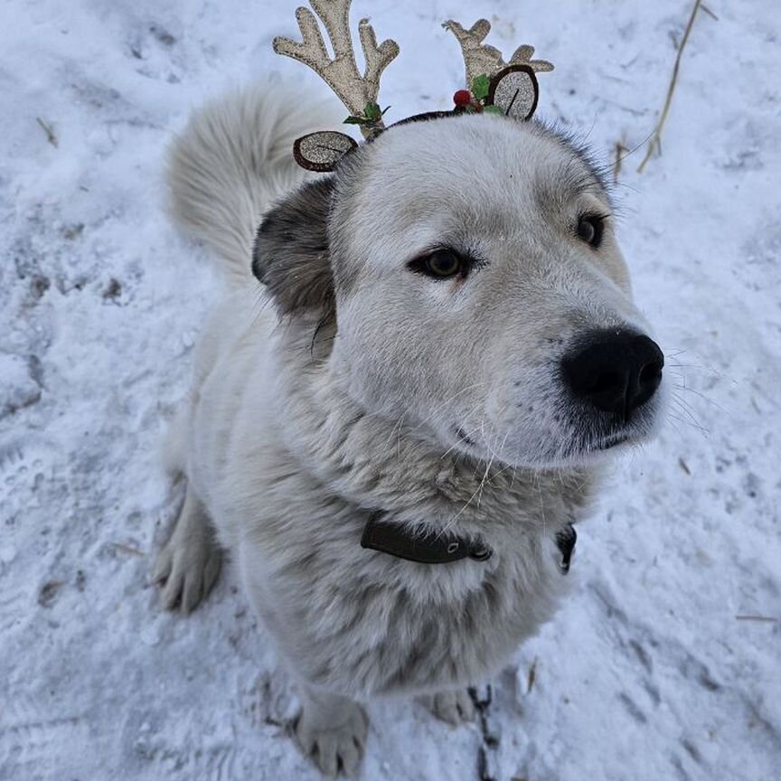 Взрослый пёс в добрые руки