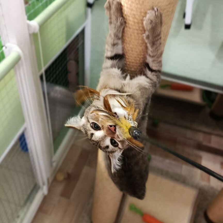 Котёнок в добрые руки