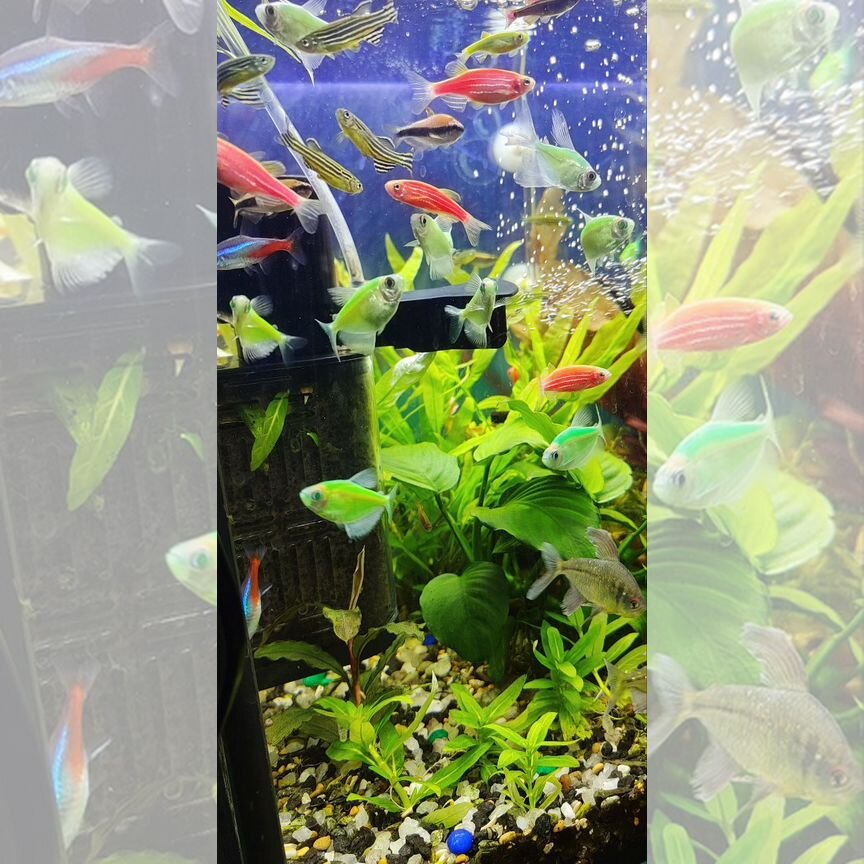 Тернеции зелёные