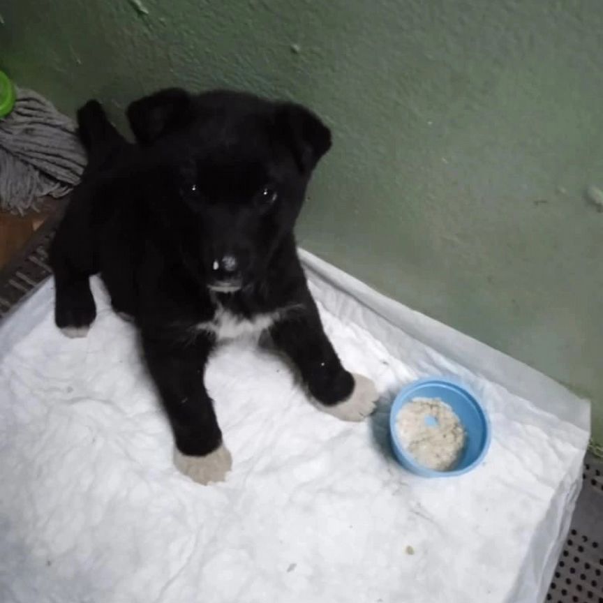 Щенкам бросили в подъезде