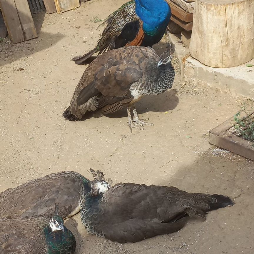 Павлины молодые