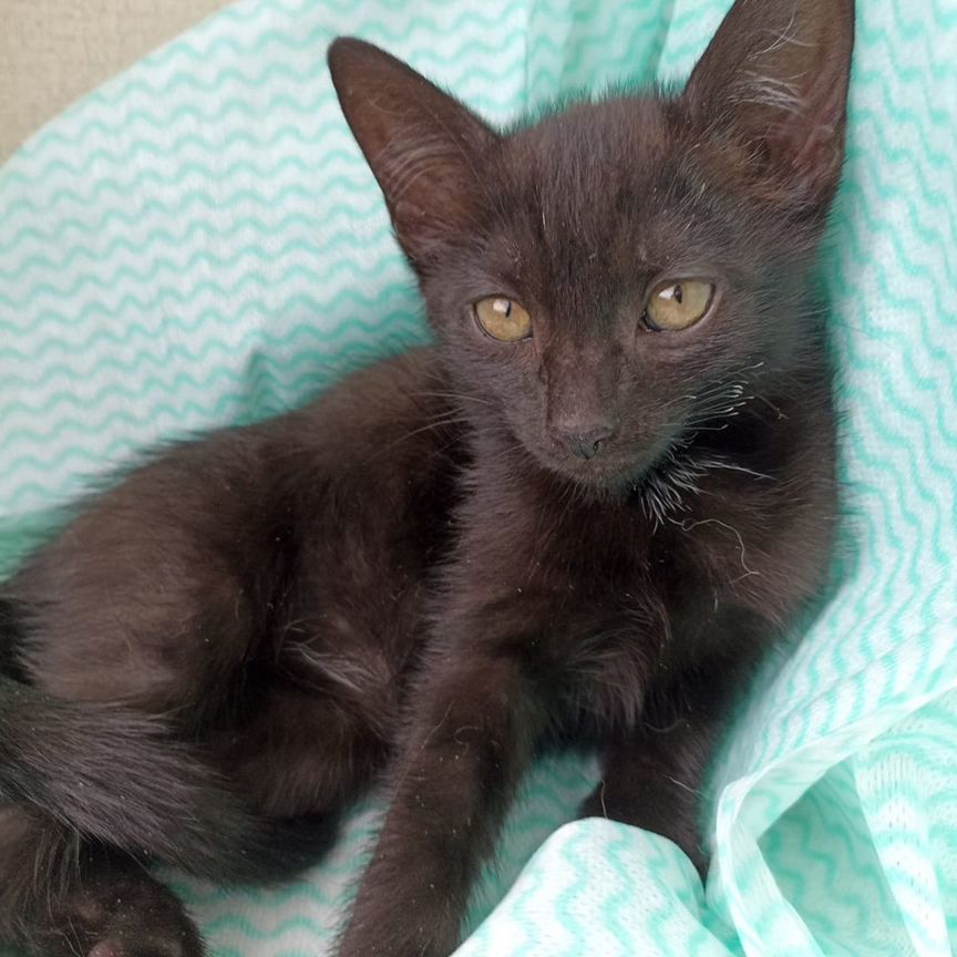 Киса Клеопатра, 2 месяца, в добрые руки