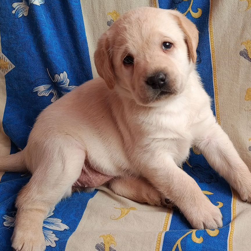 Лабрадор-ретривер, щенок