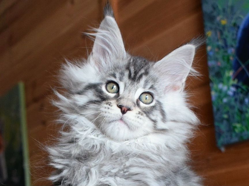 Питомник. Котята Мейн-кун