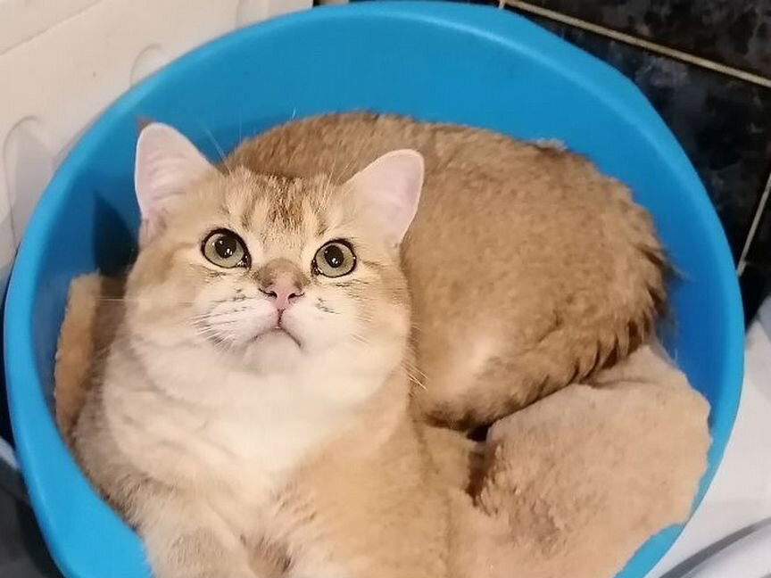 Хотите такого кота