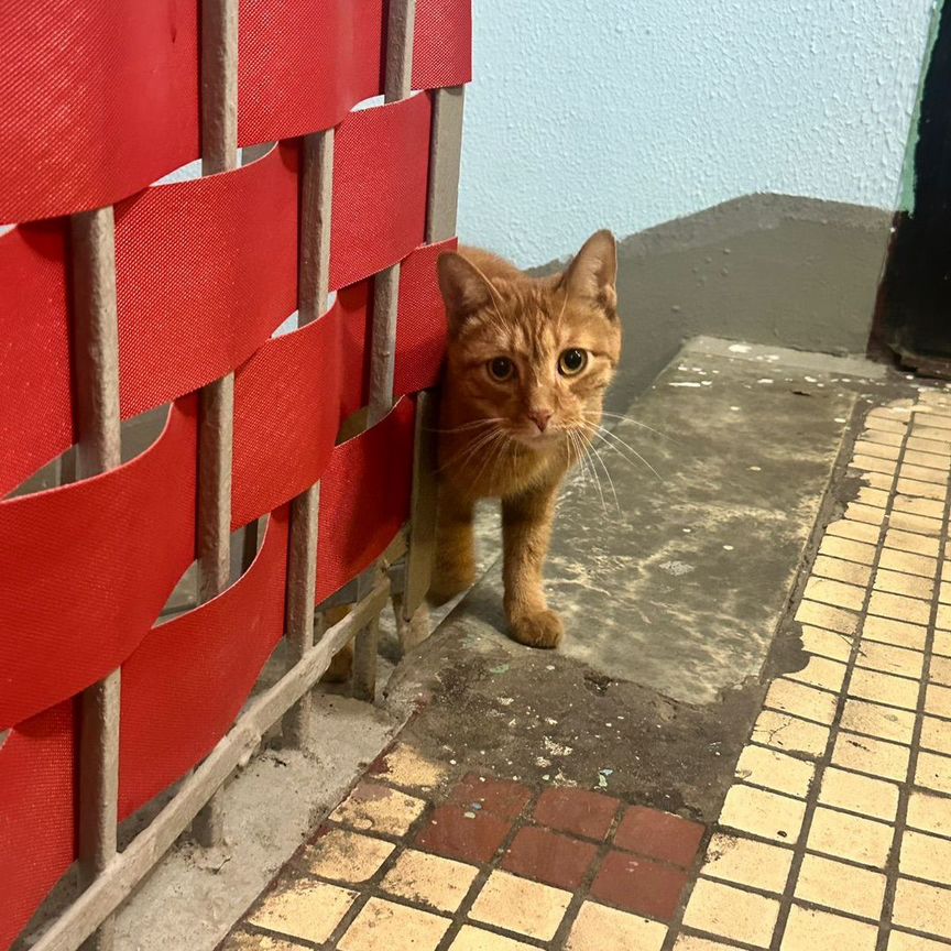 Котик ласковый бесплатно