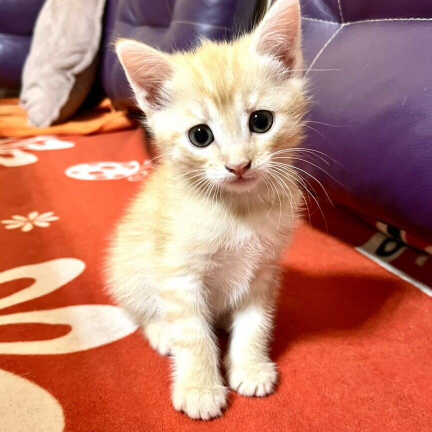 Котёнок в добрые руки