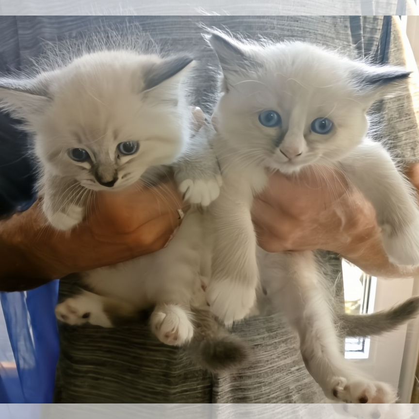 Котята невские маскарадные