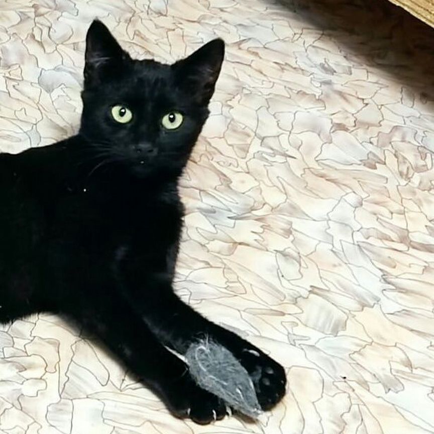 Грациозная Багира ищет дом