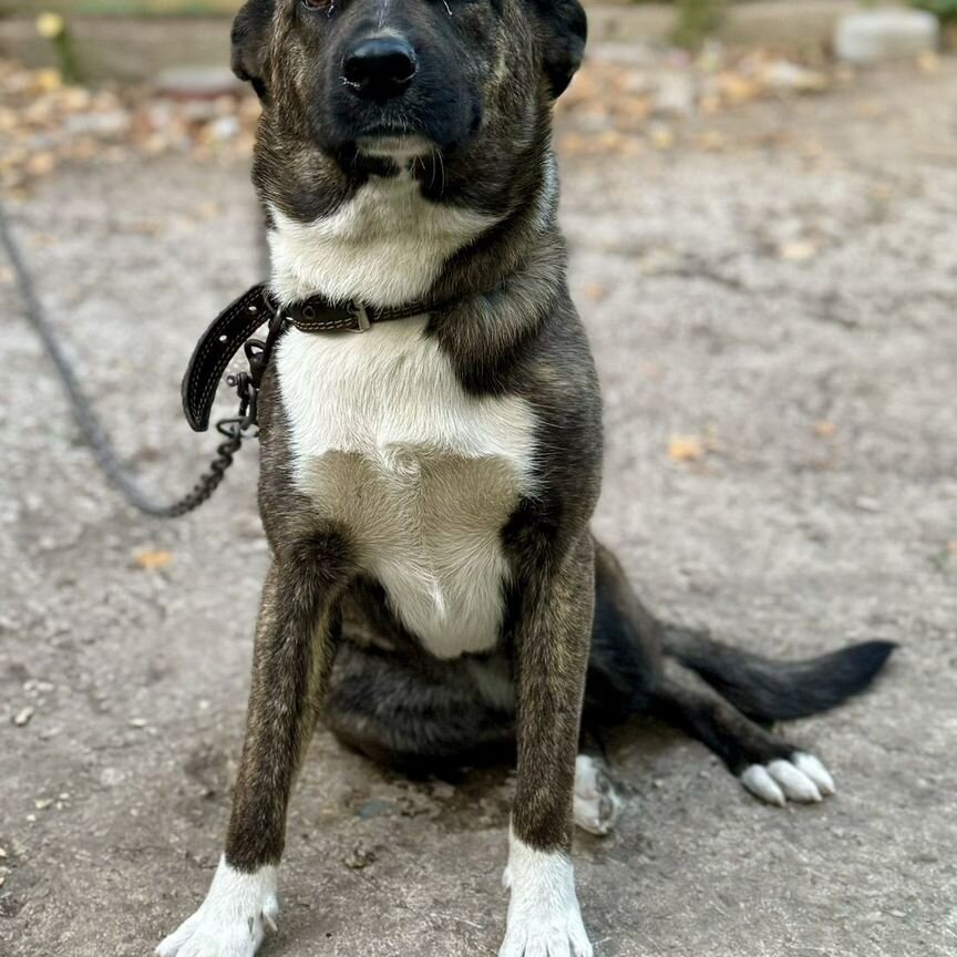 Отдадим в добрые руки собачку