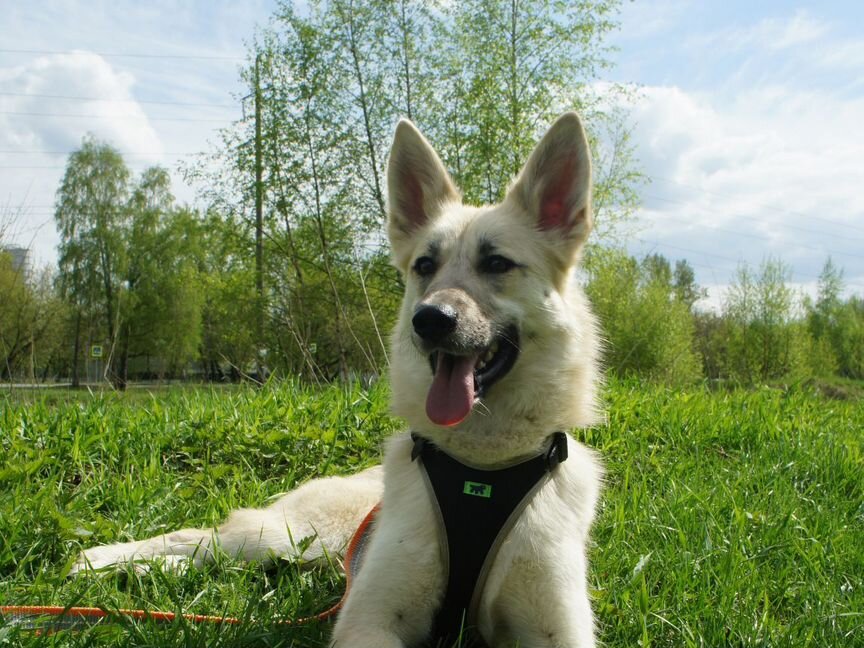 Щенок собака метис вео в добрые руки бесплатно дар