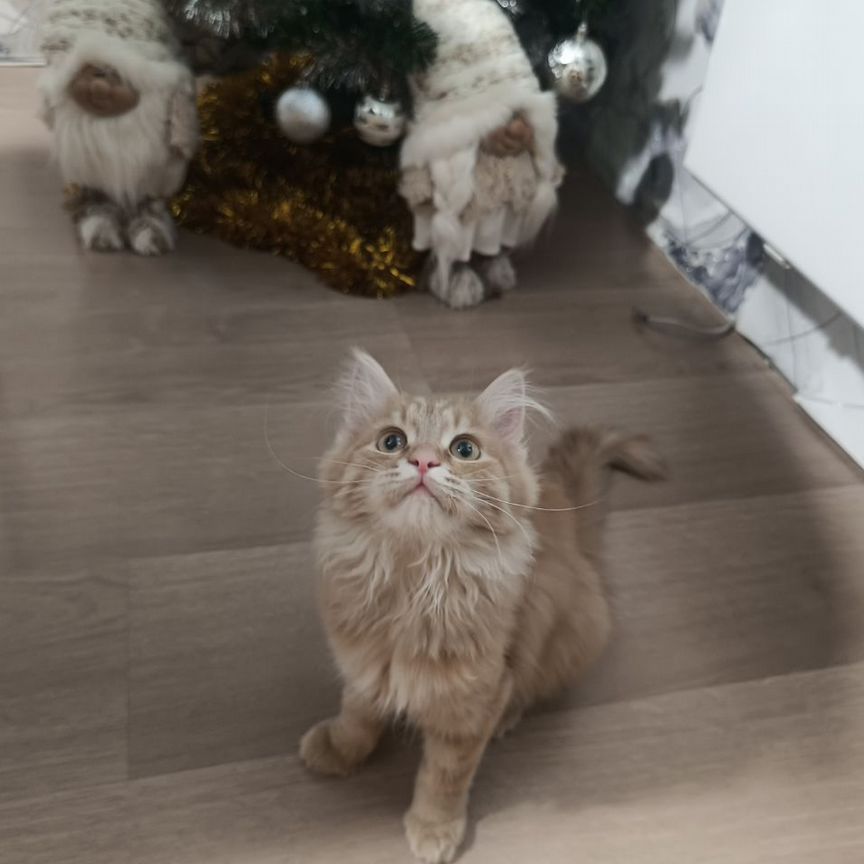 Мейн-кун котёнок