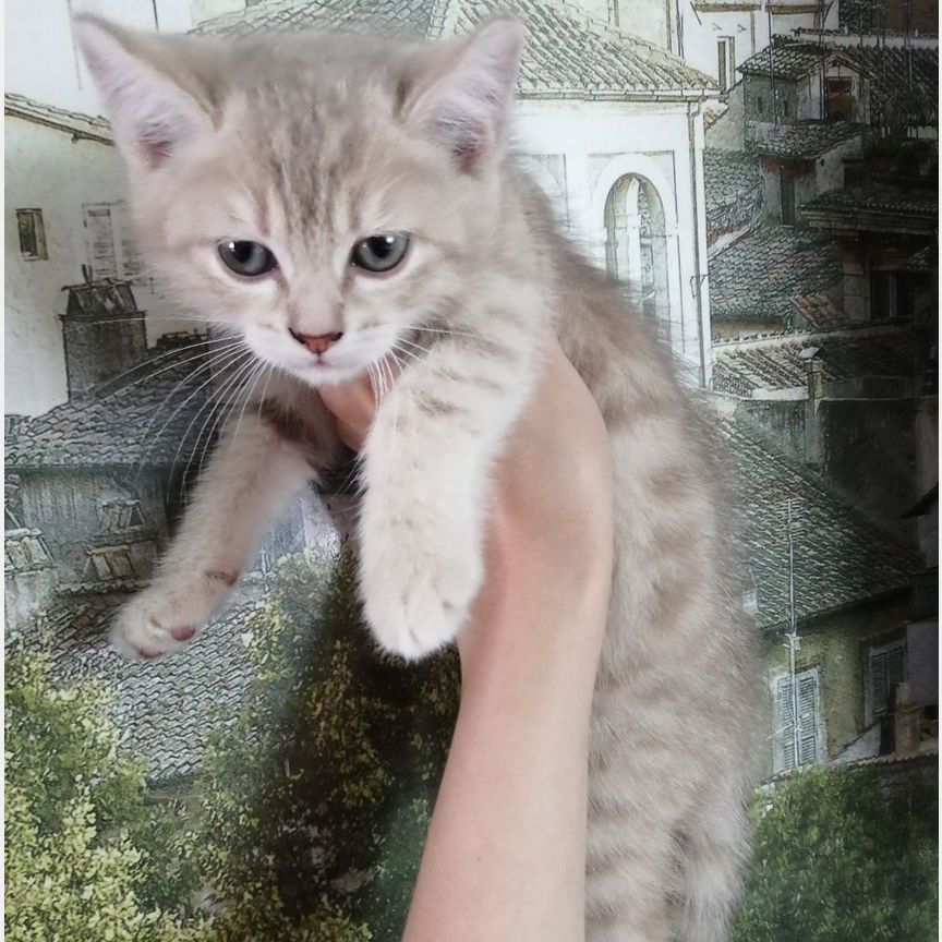 Котята в добрые руки