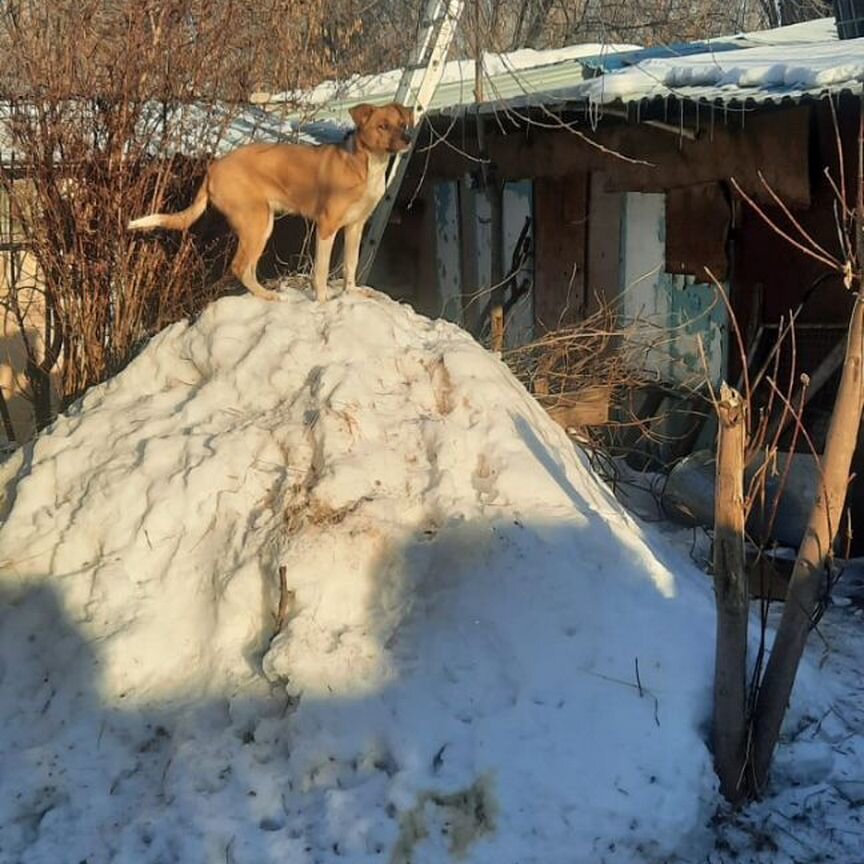 Маленькая собака в добрые руки бесплатно