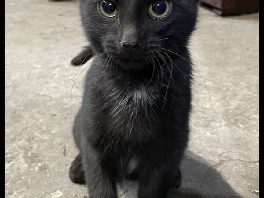 Котенок заводской