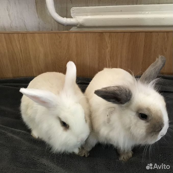 Продаю декоративных кроликов