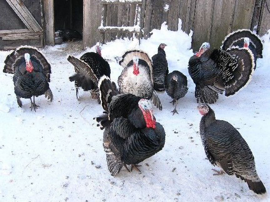 Индюки индюшата