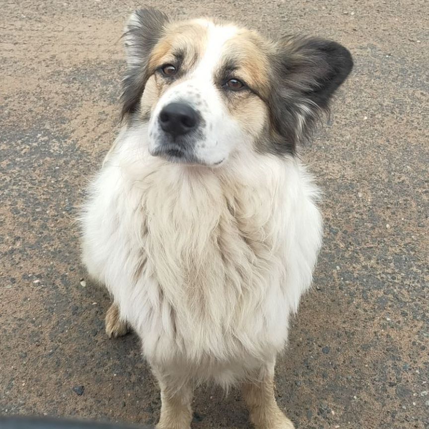 Взрослый пёс в добрые руки