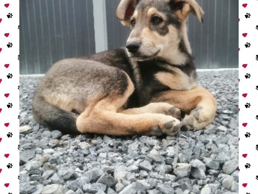 Щенок в добрые руки