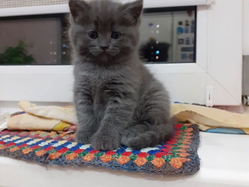 Котёнок 1,5 мес (1 мальчик и 1 девочка)